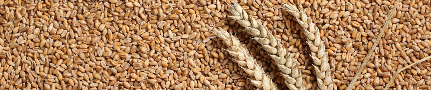 Spermidyna – właściwości, źródła, działanie – Vitaler's